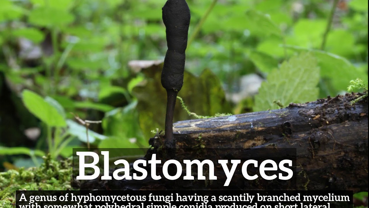 How to Say Blastomyces in English? | What are Blastomyces? | How Do ...
