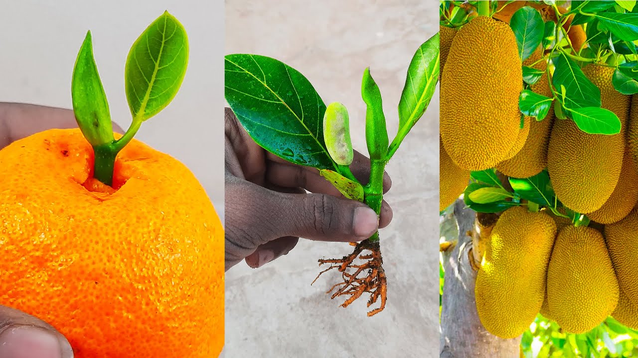 How To Growing jackfruit in Orange To Many jackfruit Tree, Propagating ...
