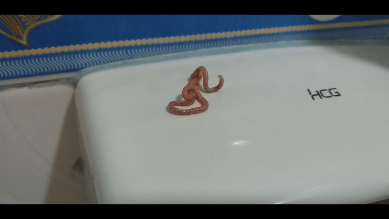 The Earthworm in my Bathroom! - YouTube