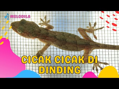 🔴 LAGU CICAK CICAK DI DINDING - Lagu Anak Balita | Lagu Anak Indonesia | Lagu Anak