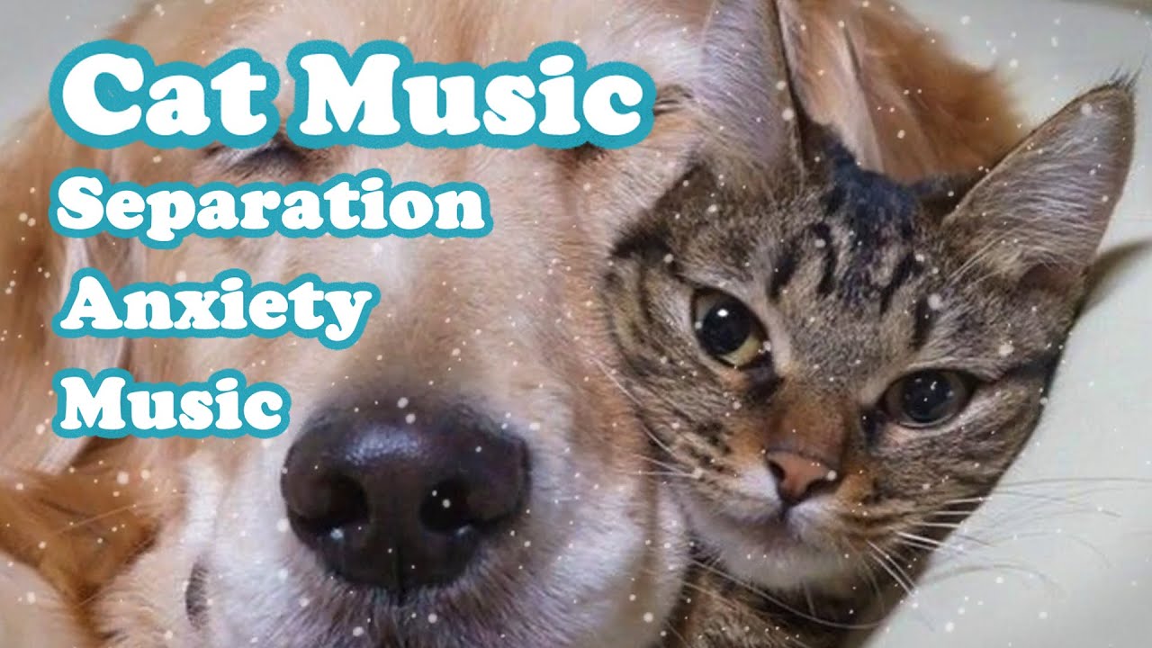 Relaxing Cat Music: Soothing Tunes for Calming Kitty Anxiety.sleep ...