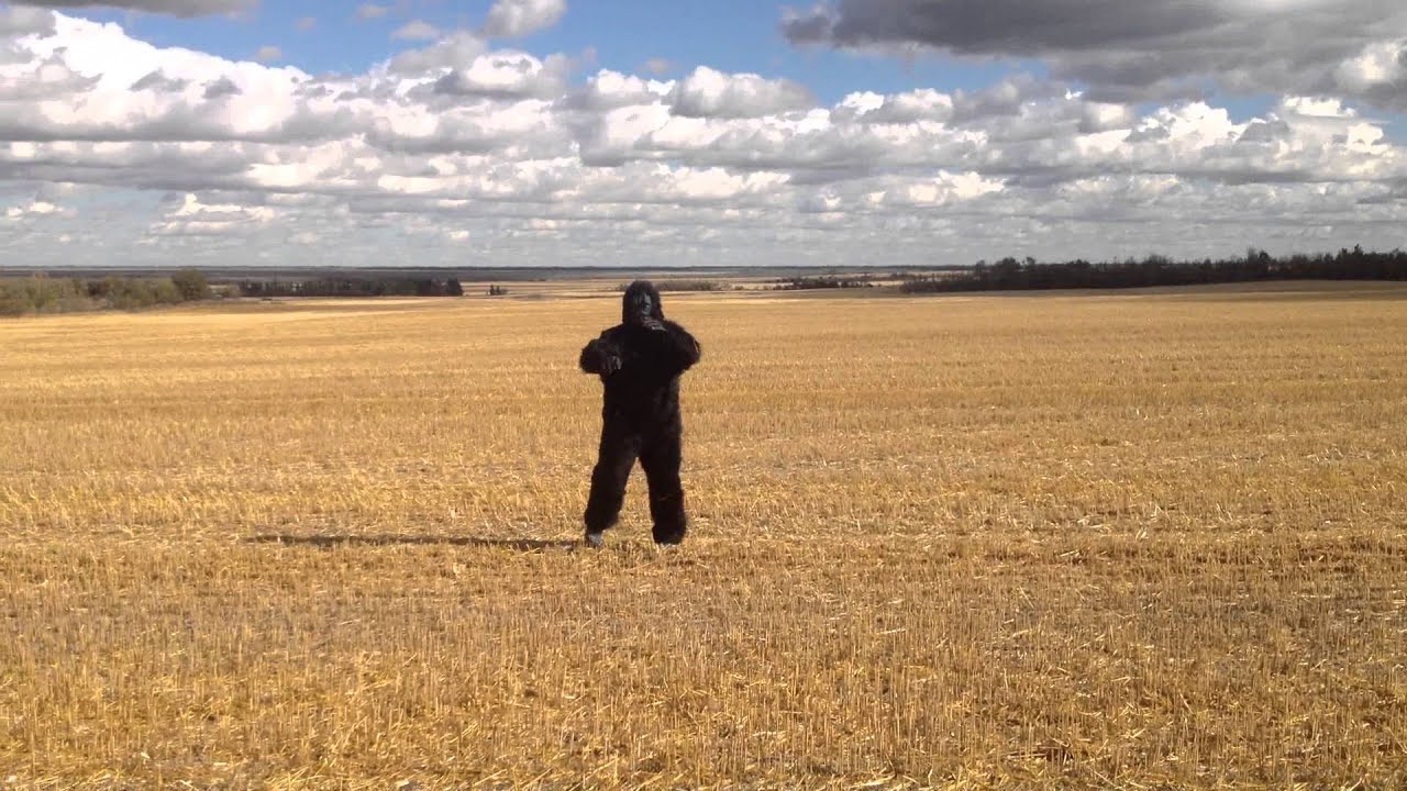 Sasquatch Sighting Tofield Alberta Oct 4, 2014 - YouTube