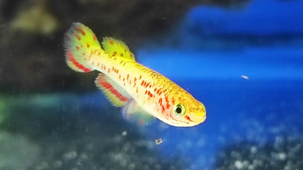 Sabías sobre estos peces?? PEZ KILLI NOTHO ROJO - YouTube