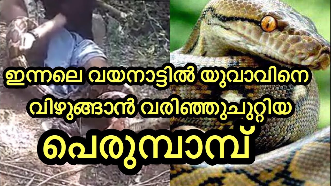 വയനാട്ടിൽ യുവാവിനെ വിഴുങ്ങാൻ വരിഞ്ഞുചുറ്റിയ പെരുമ്പാമ്പ് perumbamb ...