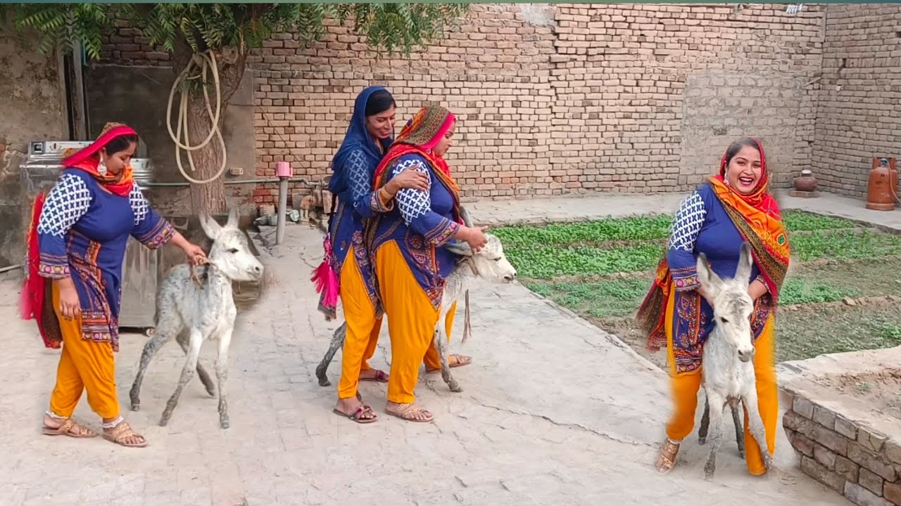 Very Funny Small Donkey Ride Most Requested Video - YouTube