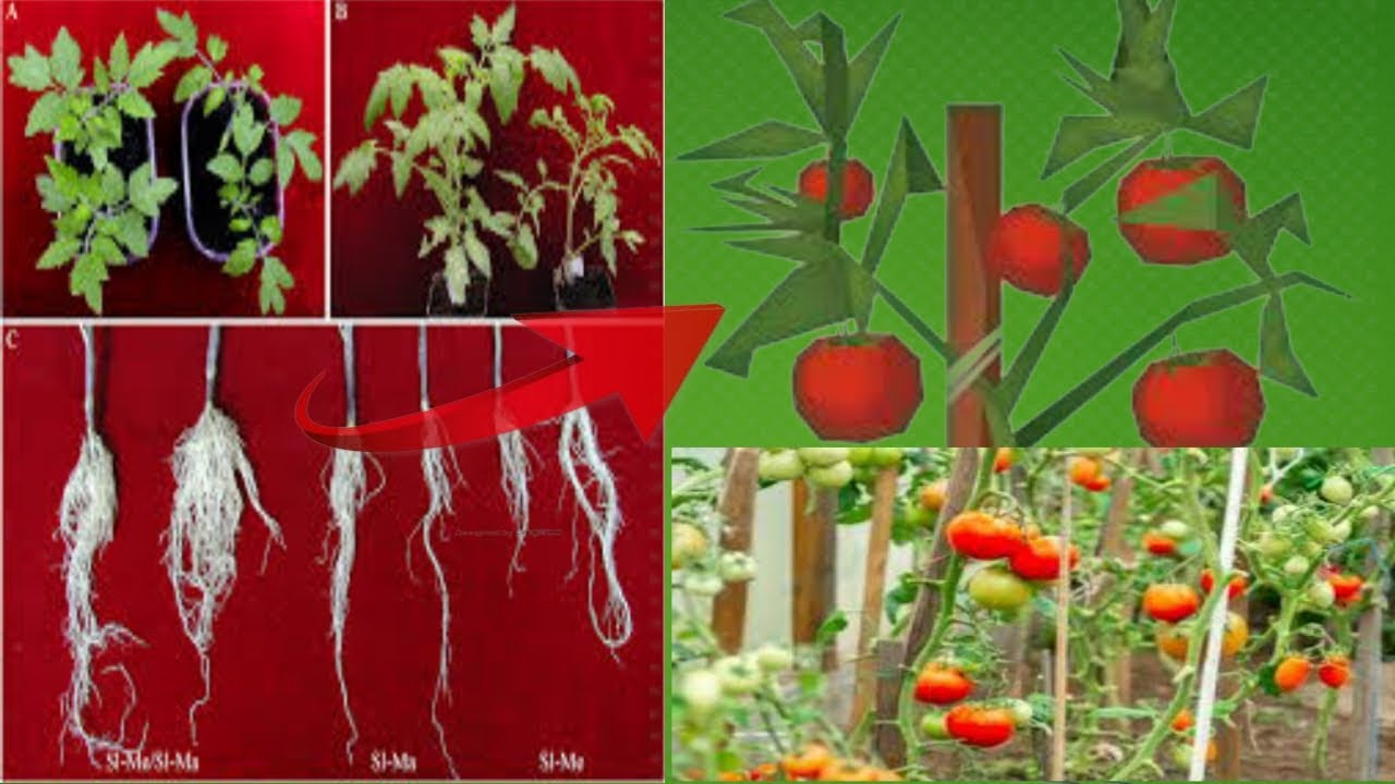 Unique Technic for grafting of Tomato.How to grafting Tomato. - YouTube