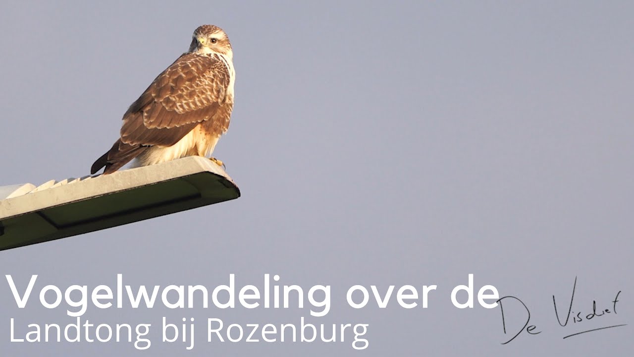 Vogels kijken op de Landtong bij Rozenburg #1649 - YouTube