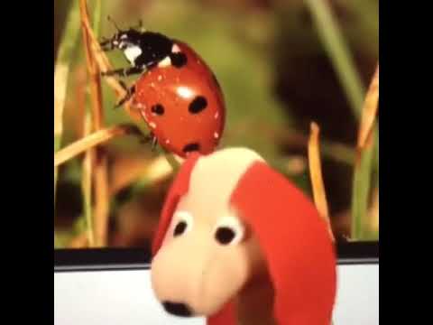 Baby Einstein Animals around me bug - YouTube