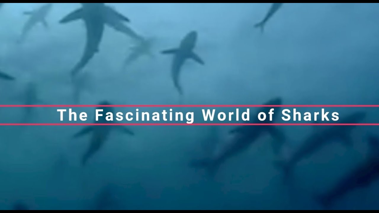 The Fascinating World of Sharks - YouTube