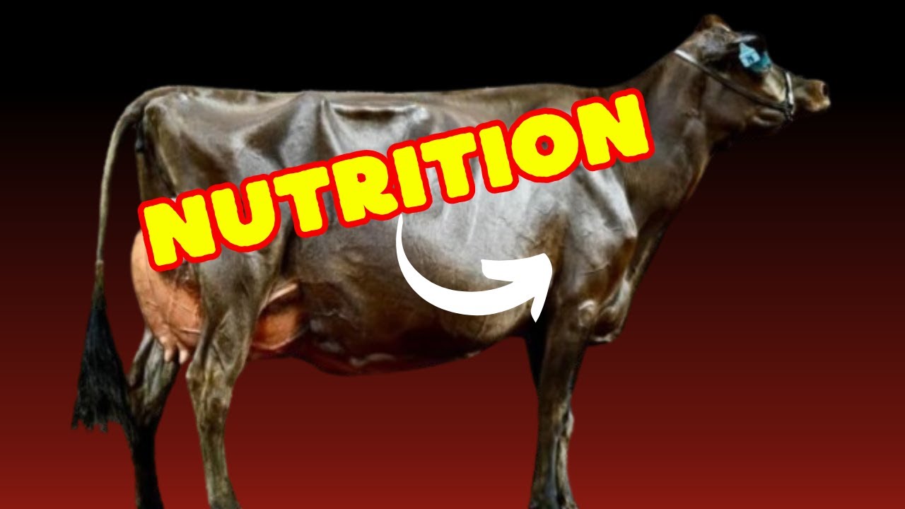 Jersey Cattle South Africa - YouTube