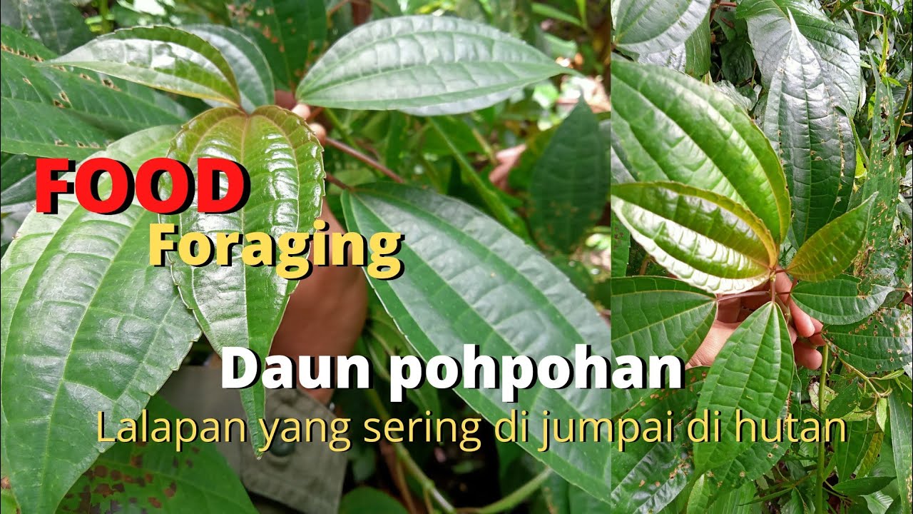 survival - pohon pohpohan|| lalapan yang sering di temukan di hutan ...