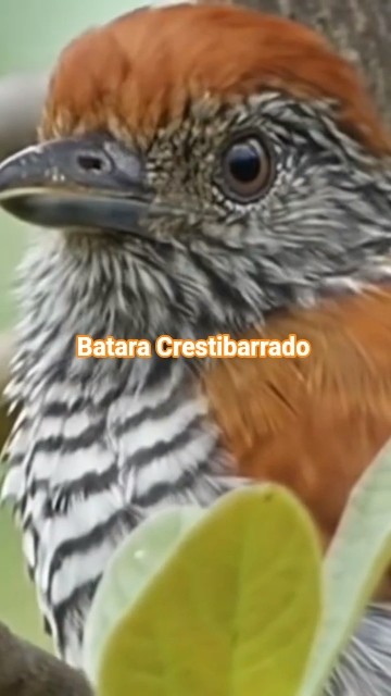 Batara Crestibarrado #aves #birds #naturaleza #animals - YouTube