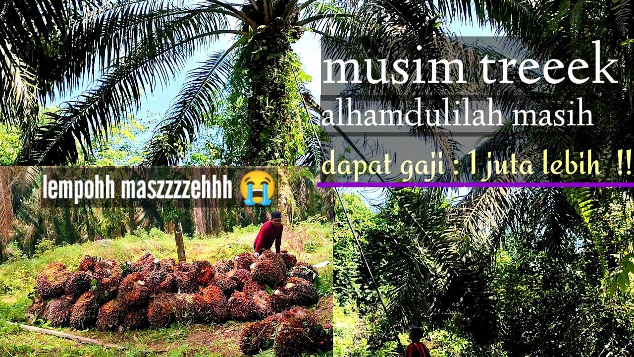 PANEN SAWET DI KEBUN SULTAN PANEN CEPAT GAJI NYA PUN BANYAK ll PANEN ...