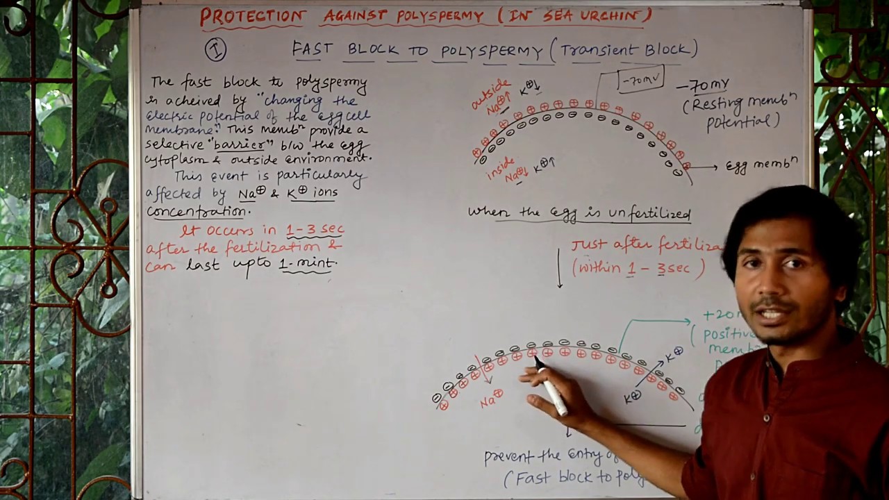 EXTERNAL FERTILIZATION PART (10) Fast Block to Polyspermy in sea urchin ...