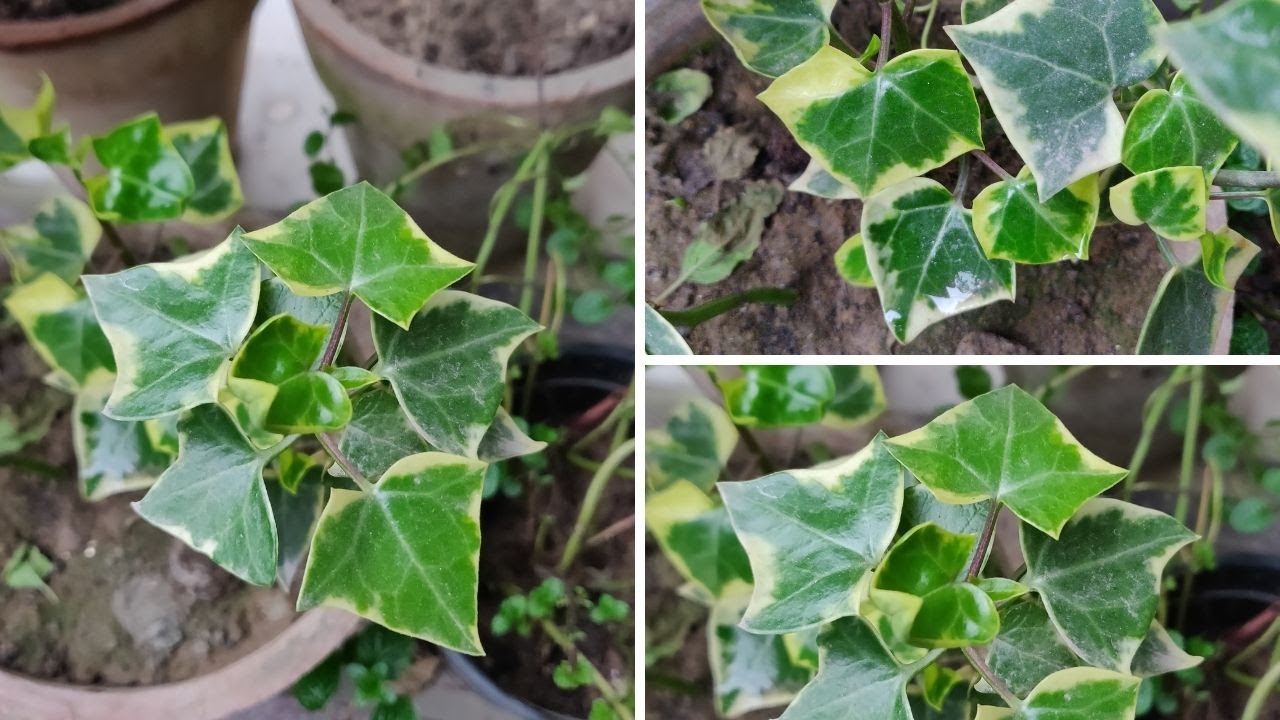 Leaves falling on English Ivy plant - अपने English Ivy के पौधे में ना ...