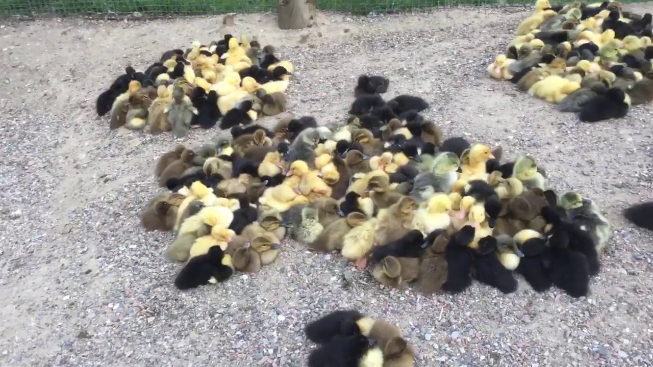 Duck Party continues - YouTube