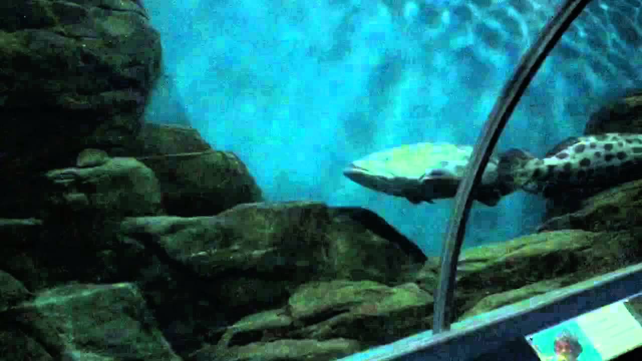 Shanghai Ocean Aquarium - Walkthrough 155m-long clear viewi - YouTube