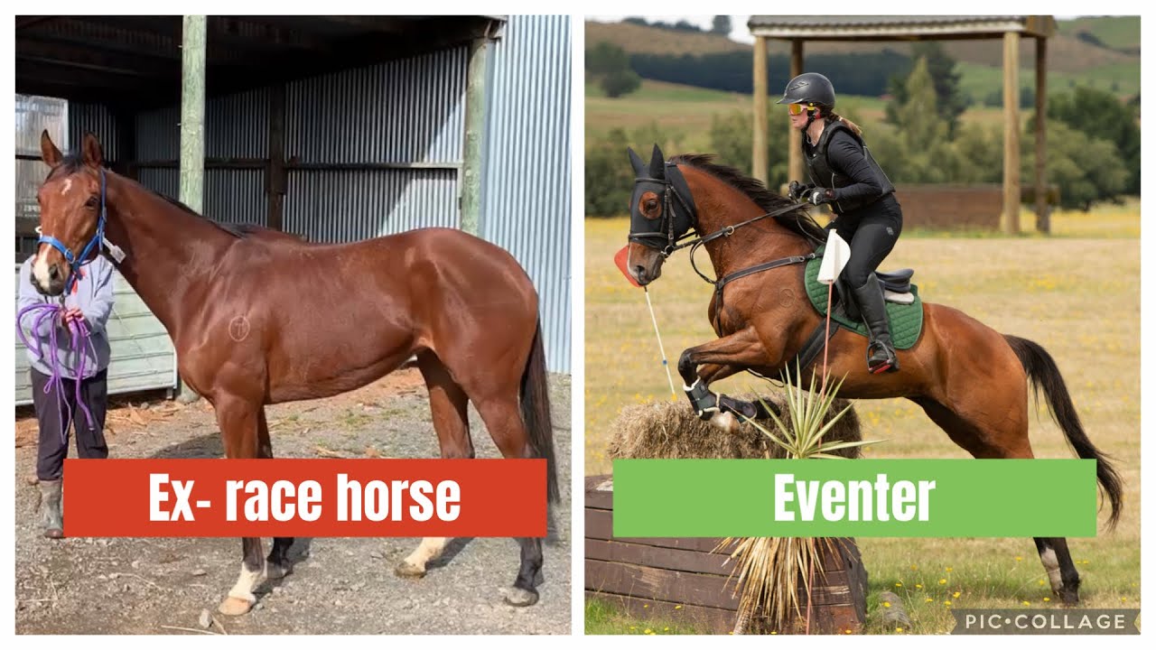 Ottb 👉 Eventer - Rubys and I journey to 2 star eventing progress ...