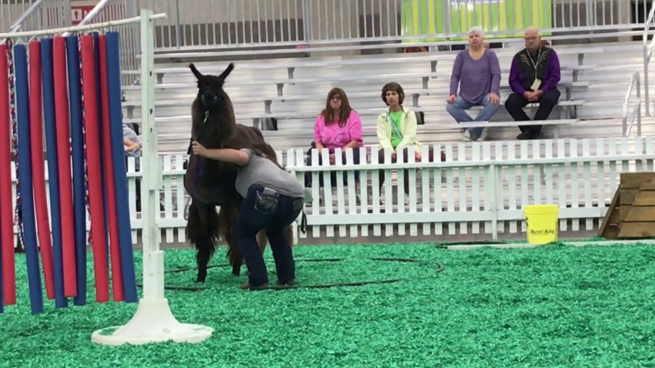 Llamas at NAILE 2017 on the Obstacle Course | North American ...