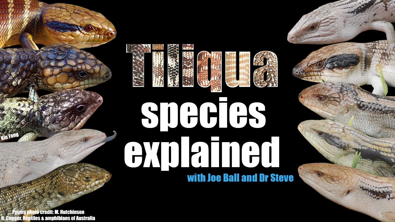 Tiliqua species explained with Joe Ball and Dr Steve - YouTube