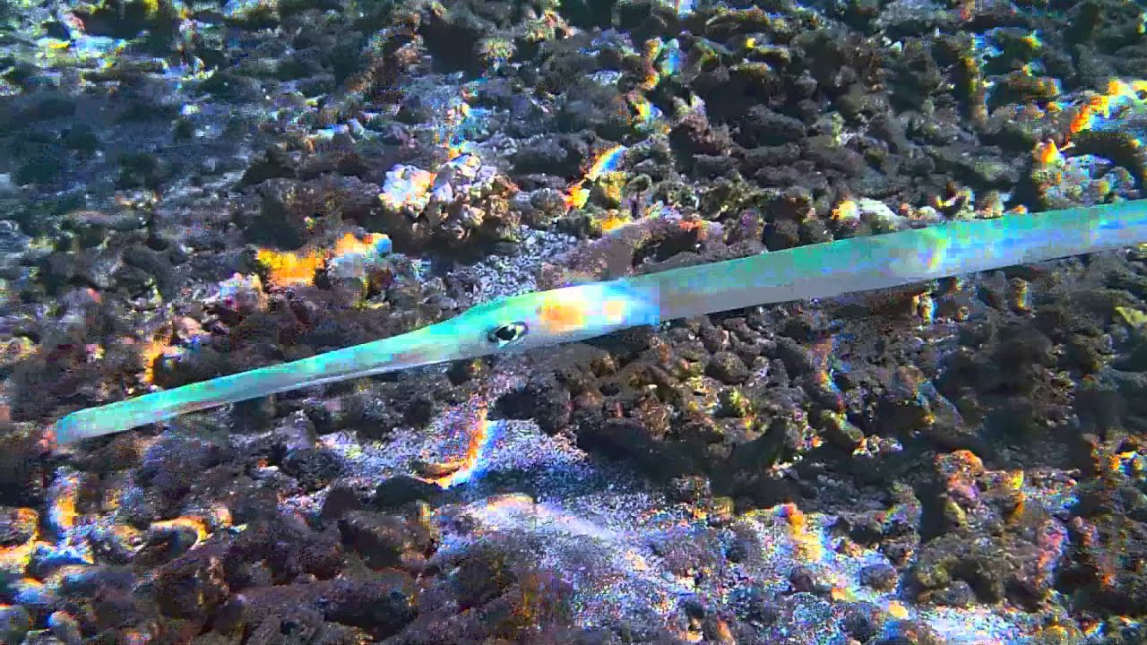 Poisson trompette de 1 mètre de long, Trumpet fish Réunion Island 974 ...