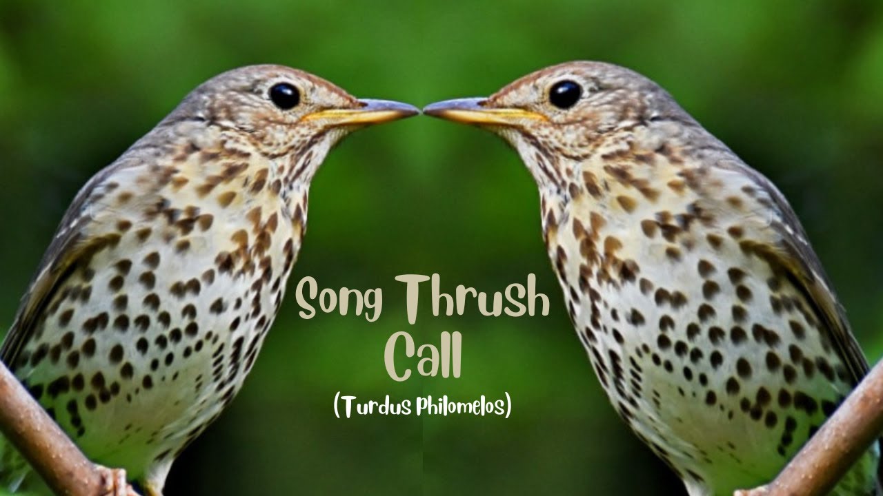 Song Thrush Call / Song Thrush Singing Songs / Song Thrush Bird Call ...