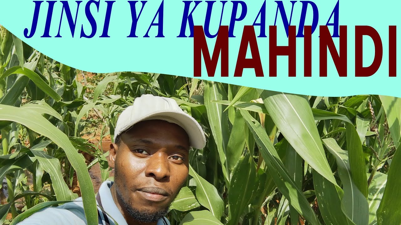 JE! WAJUA TOFAUTI YA KUPANDA MBEGU NA KUZIKA MBEGU? - YouTube