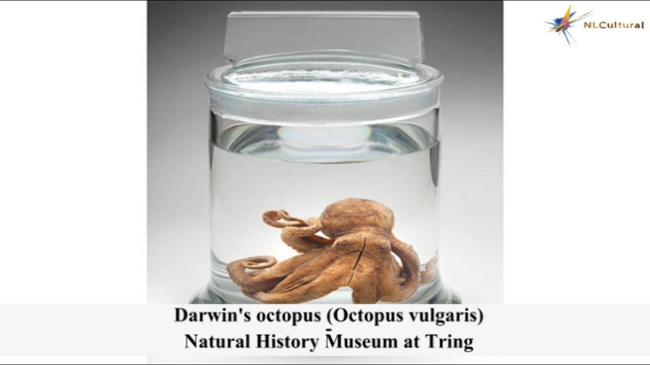Darwin's octopus Octopus vulgaris at The Natural History Museum at ...