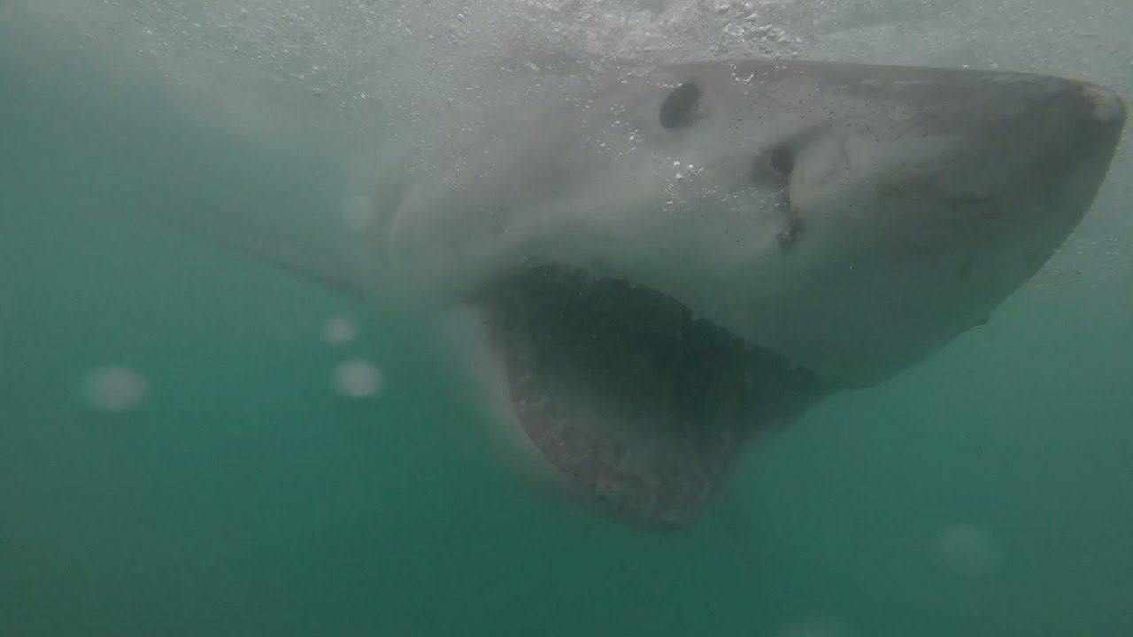 Up Close Shark Encounter - YouTube