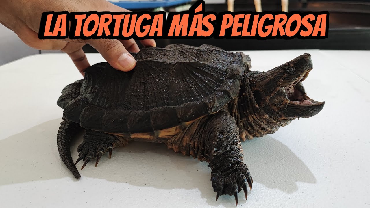 La tortuga MAS PELIGROSA - MORDIDA del HÍBRIDO - YouTube