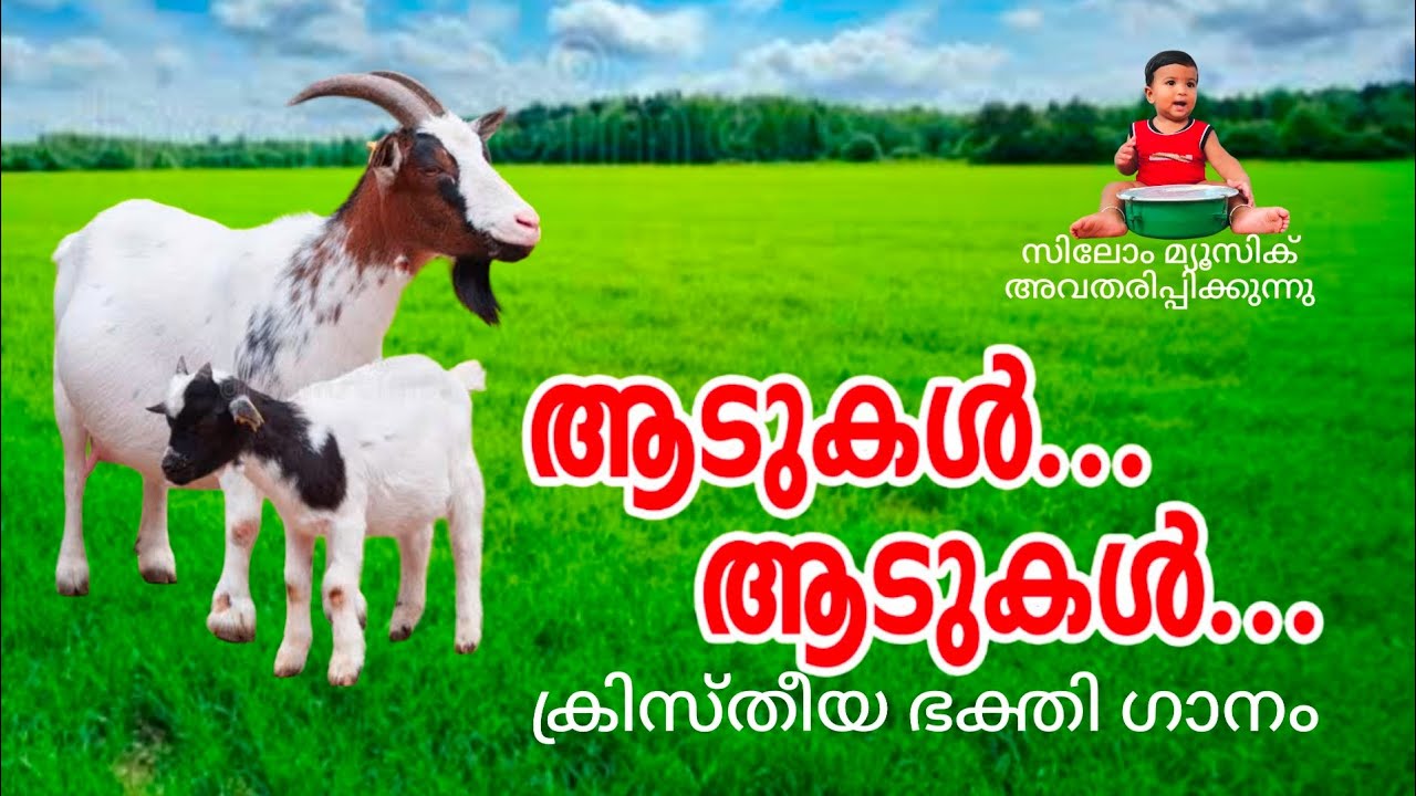 ആടുകൾ ആടുകൾ ♥️ ക്രിസ്തീയ ഭക്തിഗാനം♥️Kaattu Thomas♥️Shine Vengitangu♥ ...