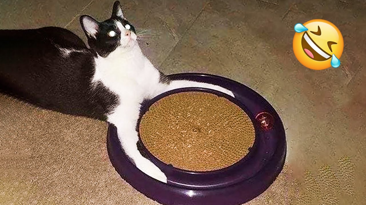 😂 LAUGH Non-Stop With These Funny Cats 😹 - Best Funniest Cats ...