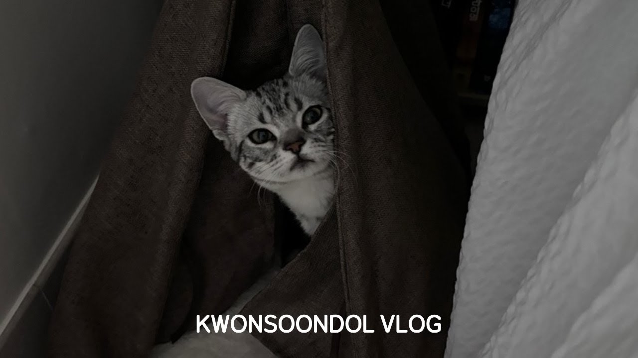 Vlog 고양이 브이로그😻 방꾸미기🛋️ 자취 일상 택배 언박싱📦 츄르 먹방 공간 분리🏠 자취 브이로그