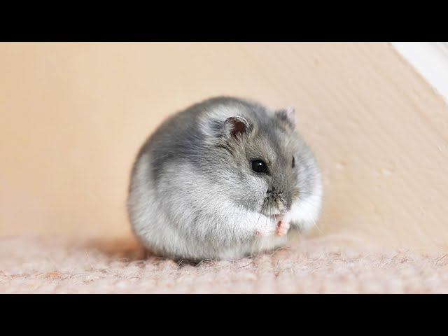 Russian Dwarf Hamster Grey