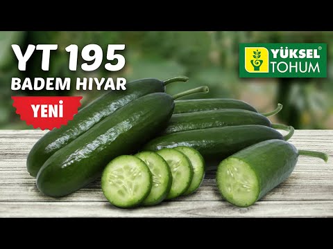 İSTENEN TÜM ÖZELLİKLER TEK ÇEŞİTTE BULUŞTU: YT 195 (Badem Hıyar) 🥒