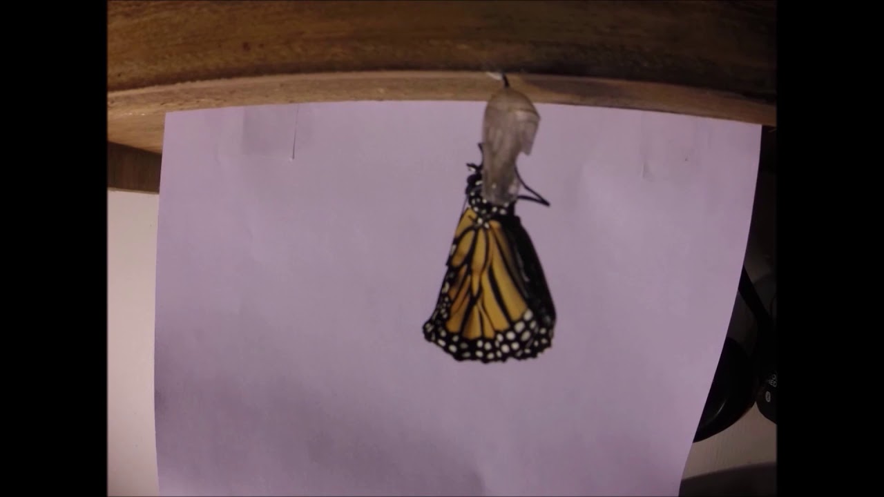 Complete Monarch Transformation - YouTube