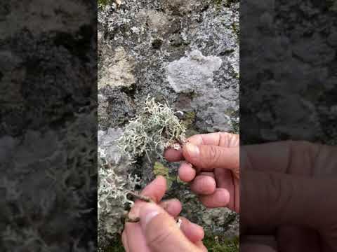 Simbiyotik Yaşam (Ortak Yaşam) Likenlerde Mutealizm