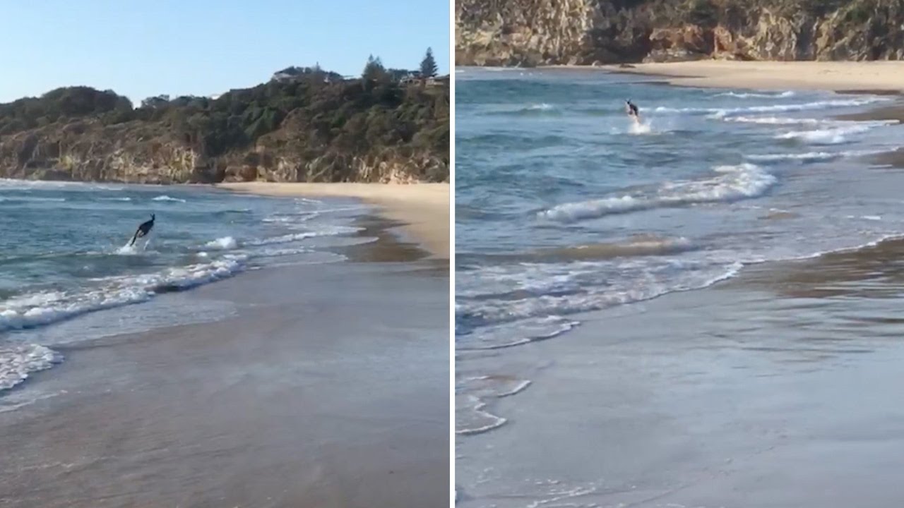 Kangaroo Takes Morning Bounce In The Sea - YouTube