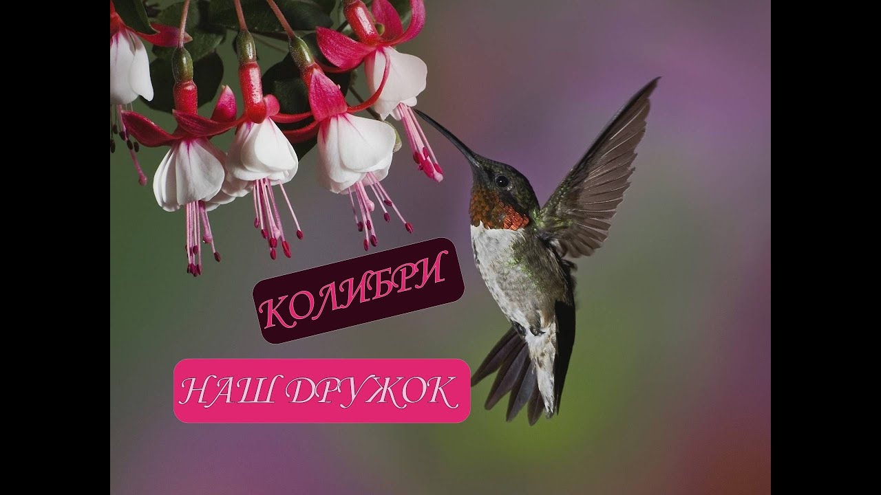 ПТИЦА КОЛИБРИ - наш дружок!!! Colibri Bird Eating Nectar From Pentas ...