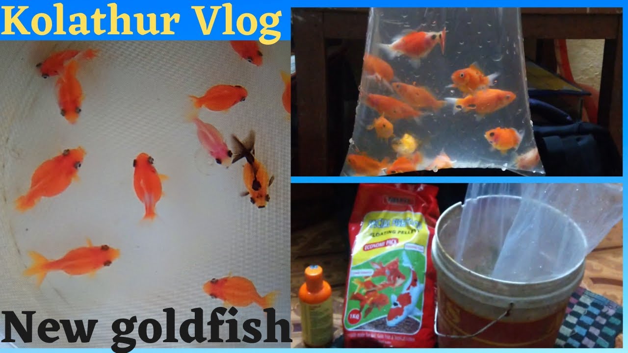 Kolathur Vlog | Imported guppy | Pearl scale goldfish | New fishes to ...