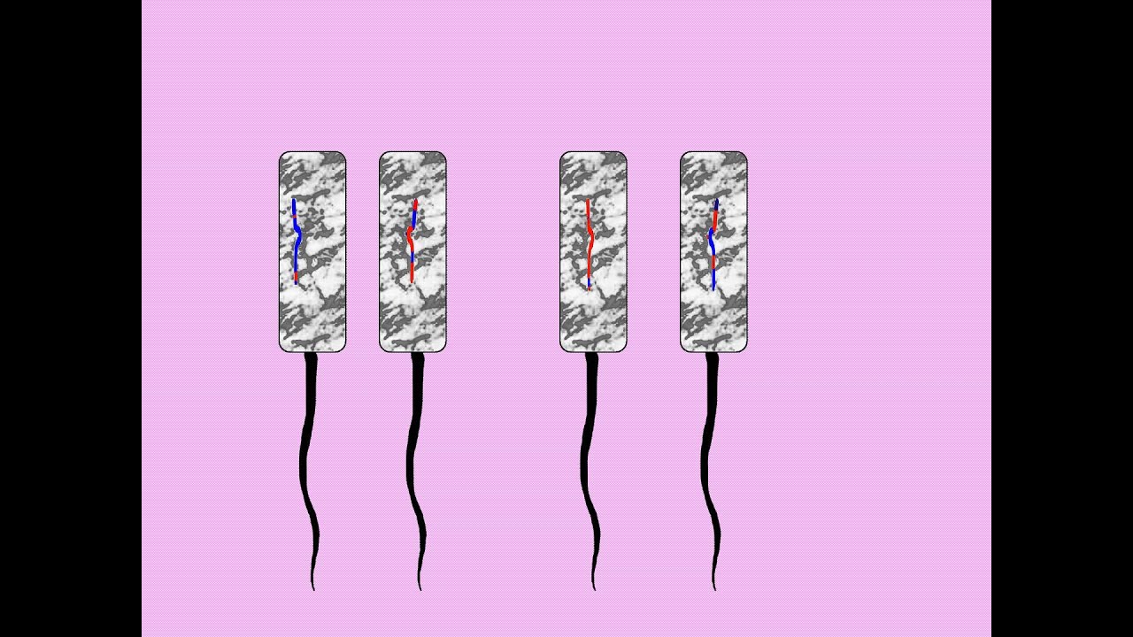crossing over meiosis iology video - YouTube