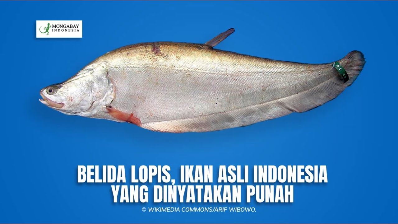 Belida Lopis, Ikan Asli Indonesia yang Dinyatakan Punah - YouTube
