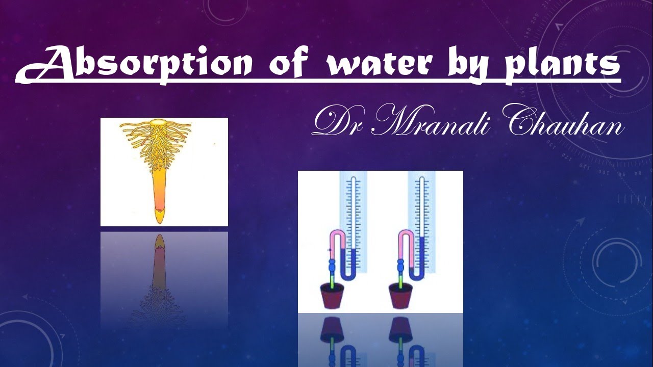 Absorption of water by plants - YouTube