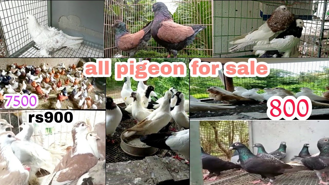 Fancy pigeon pouter, siraji, frill back, jerman nun, mukhi, king ...