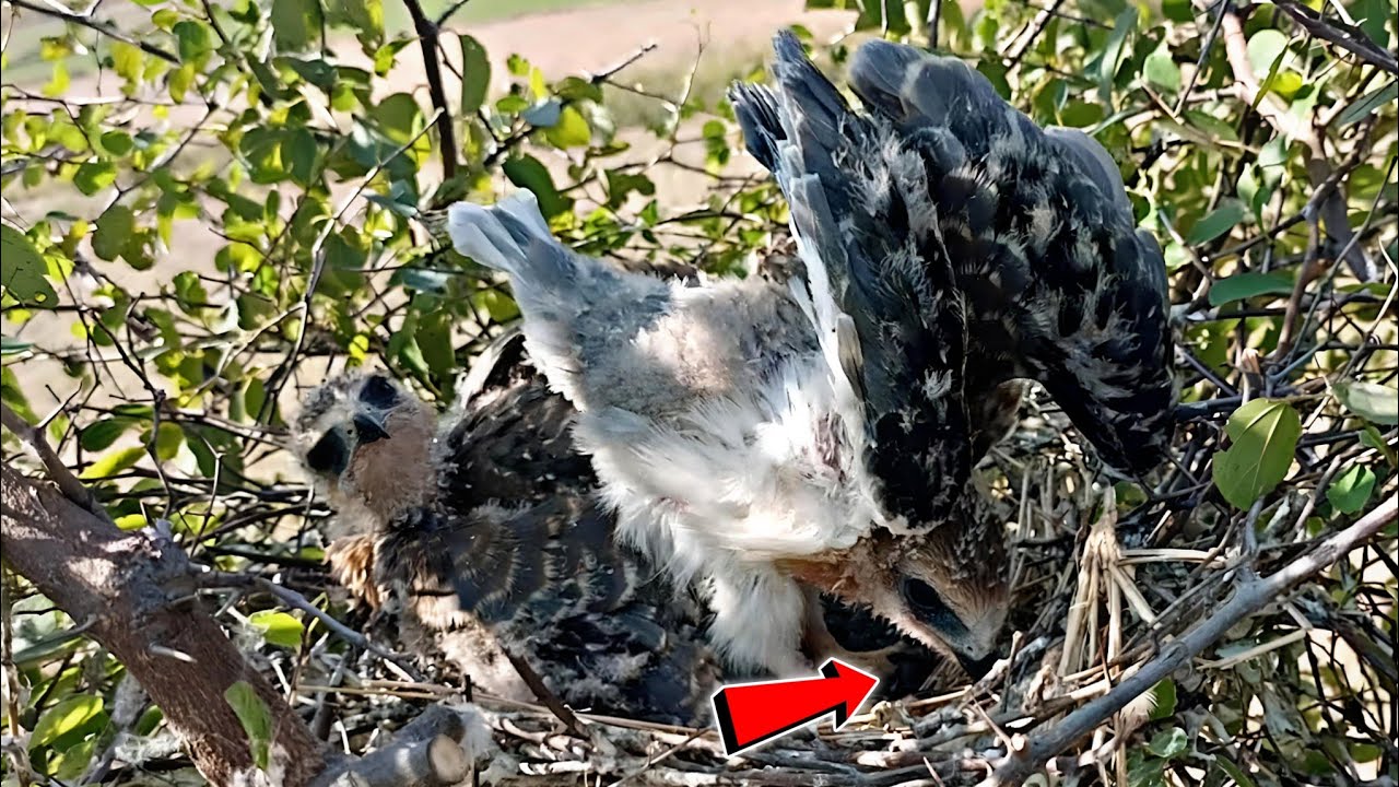 Baby predator bird doing something in head down position @BirdPlusNest ...
