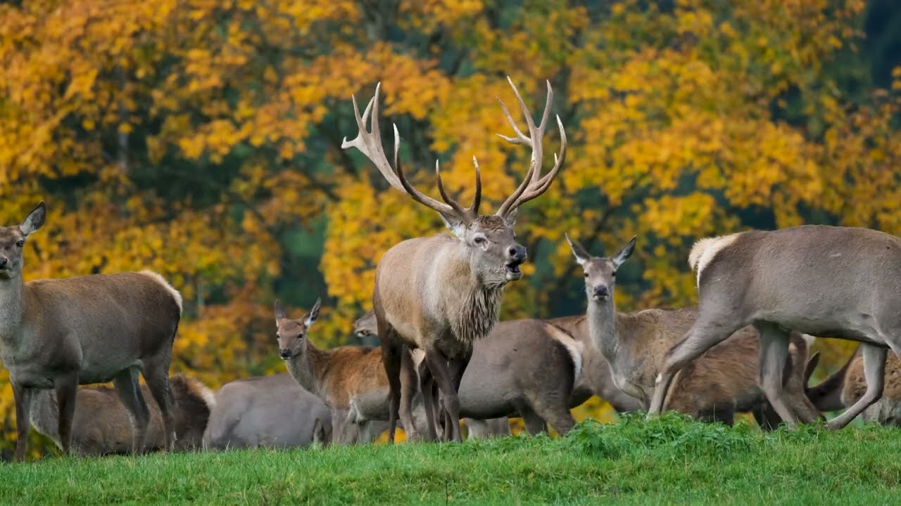 deer meeting 2022 || deer meeting #viralvideo - YouTube