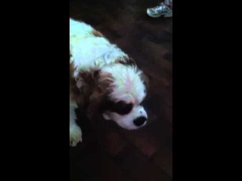 Snorting dog - YouTube