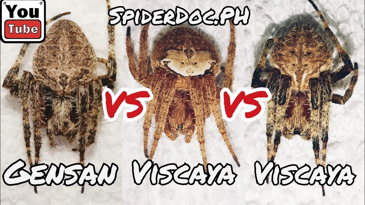GENSAN vs VISCAYA vs VISCAYA. Lakas ng Loaded Pokemon Spider. Spider ...
