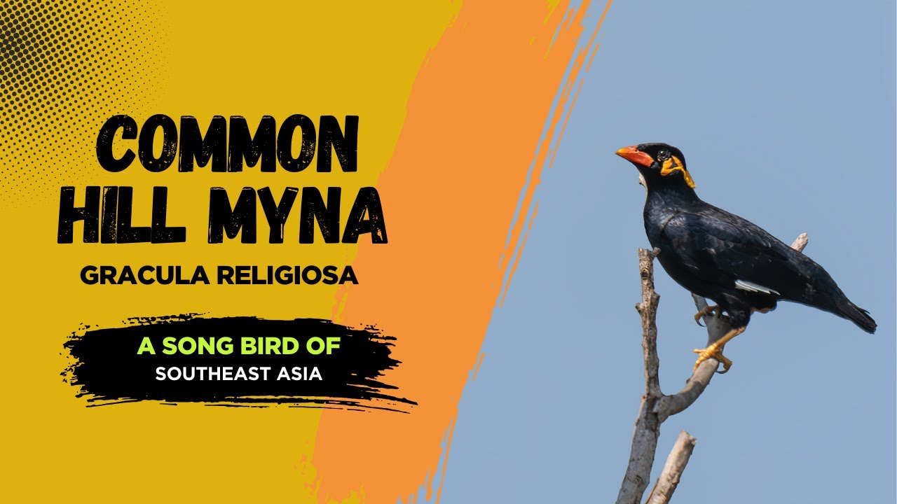 Common Hill Myna - Gracula religiosa #birds #trending - YouTube