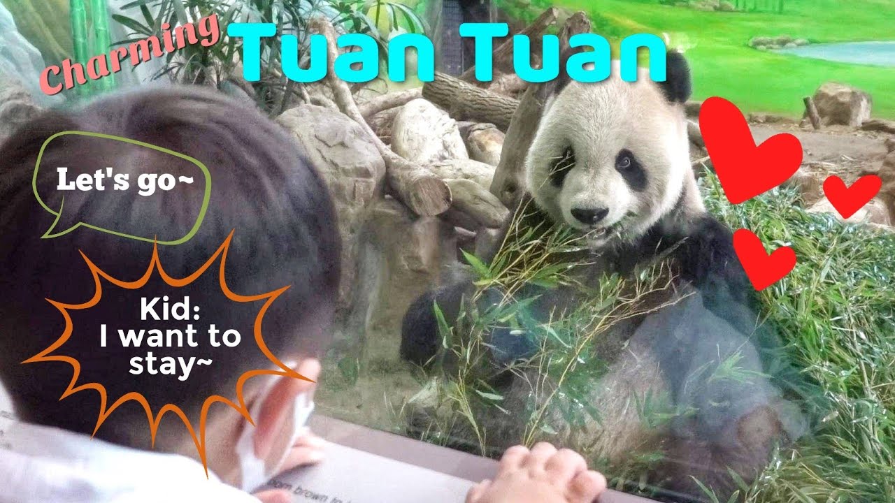 Mom Drags Panda-Lover Kid Away - Panda Tuan Tuan Goes to a Hot Spring ...